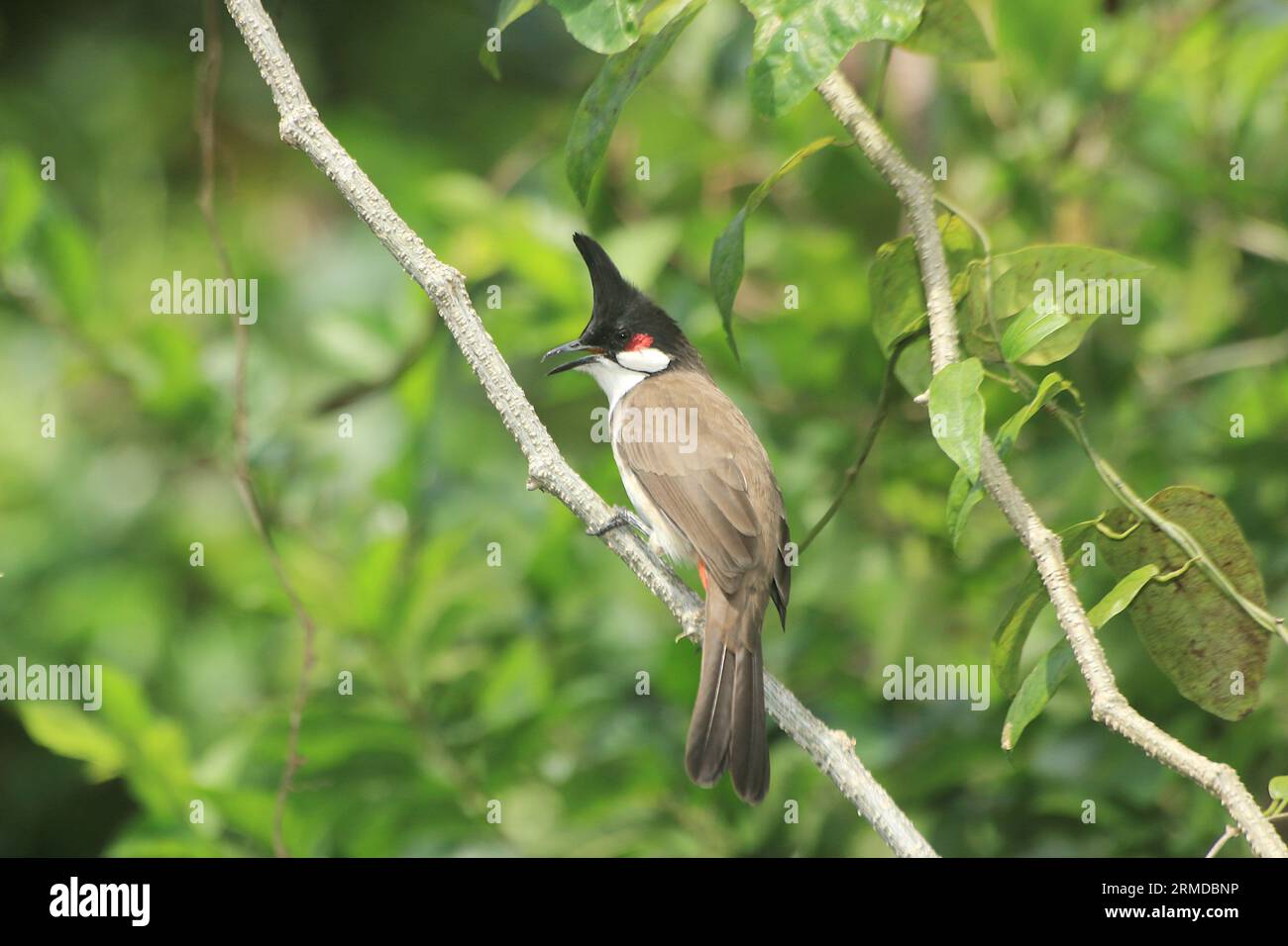 A red-whiskered bulbul perched on a tree branch in search of food Stock ...