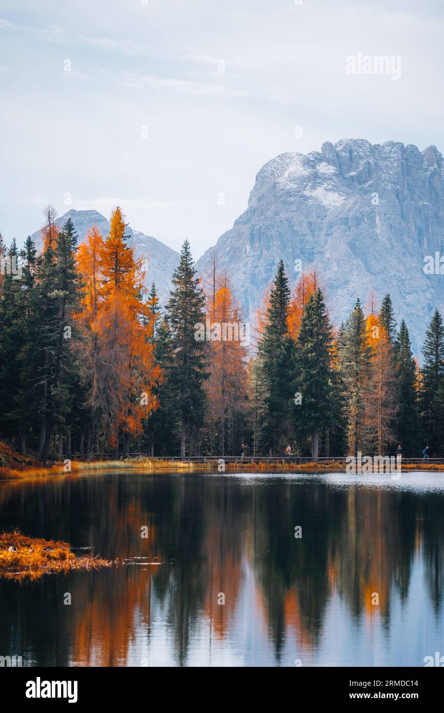 Autumn coloured trees and leaves at Lake Lago di Antorno in Dolomites ...