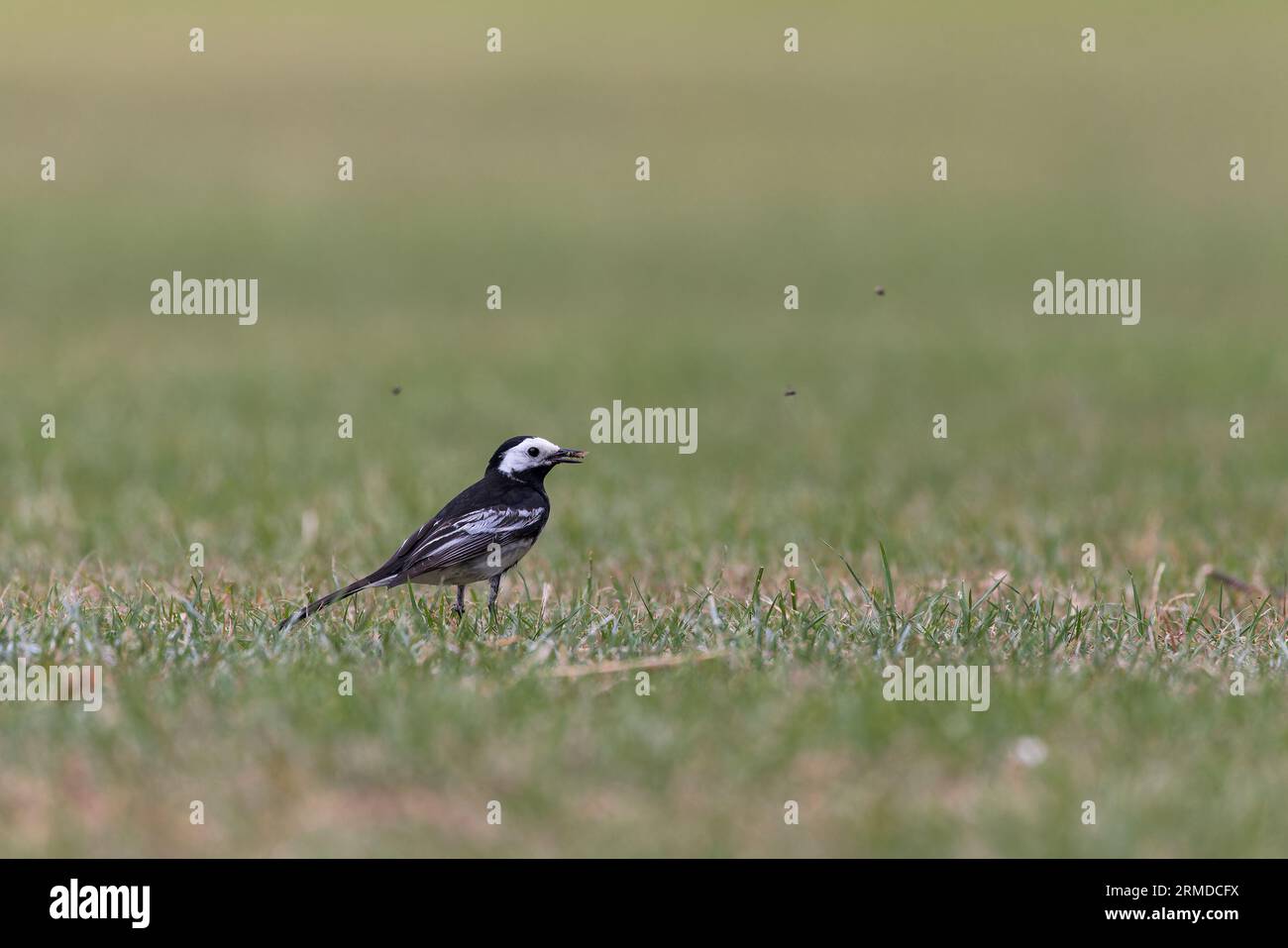 Pied Wagtail [ Motacilla alba ] on lawn catching flying insects Stock ...