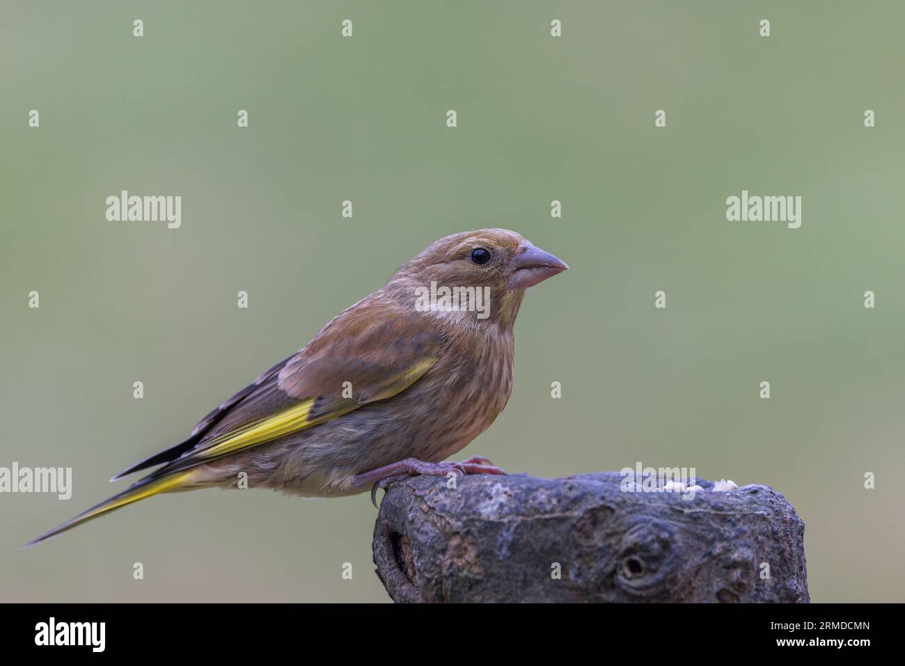 European Greenfinch [ Chloris chloris ] juvenile bird on baited stump ...