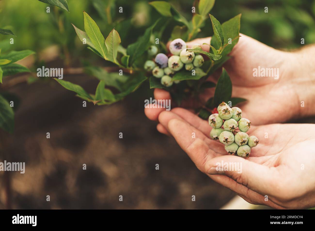 Man hand holding blueberry hi-res stock photography and images - Alamy