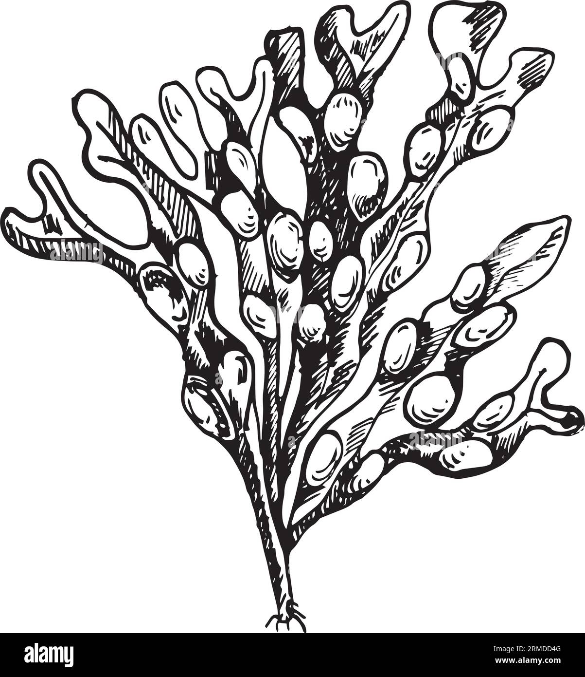 Vector sea plant ink hand drawn illustration isolated on white ...