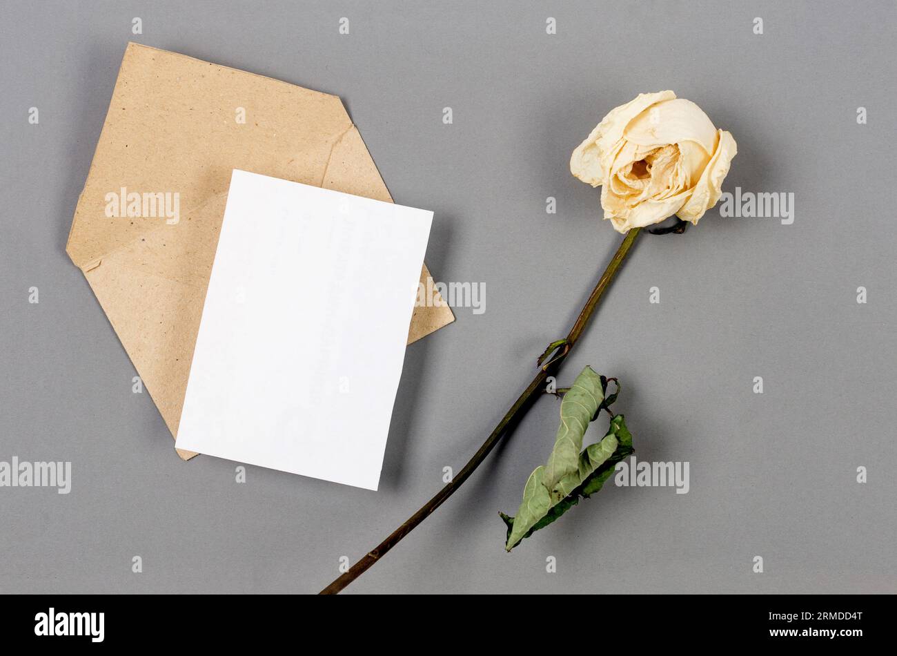 Two dried white roses with empty white blank. The concept of mourning ...