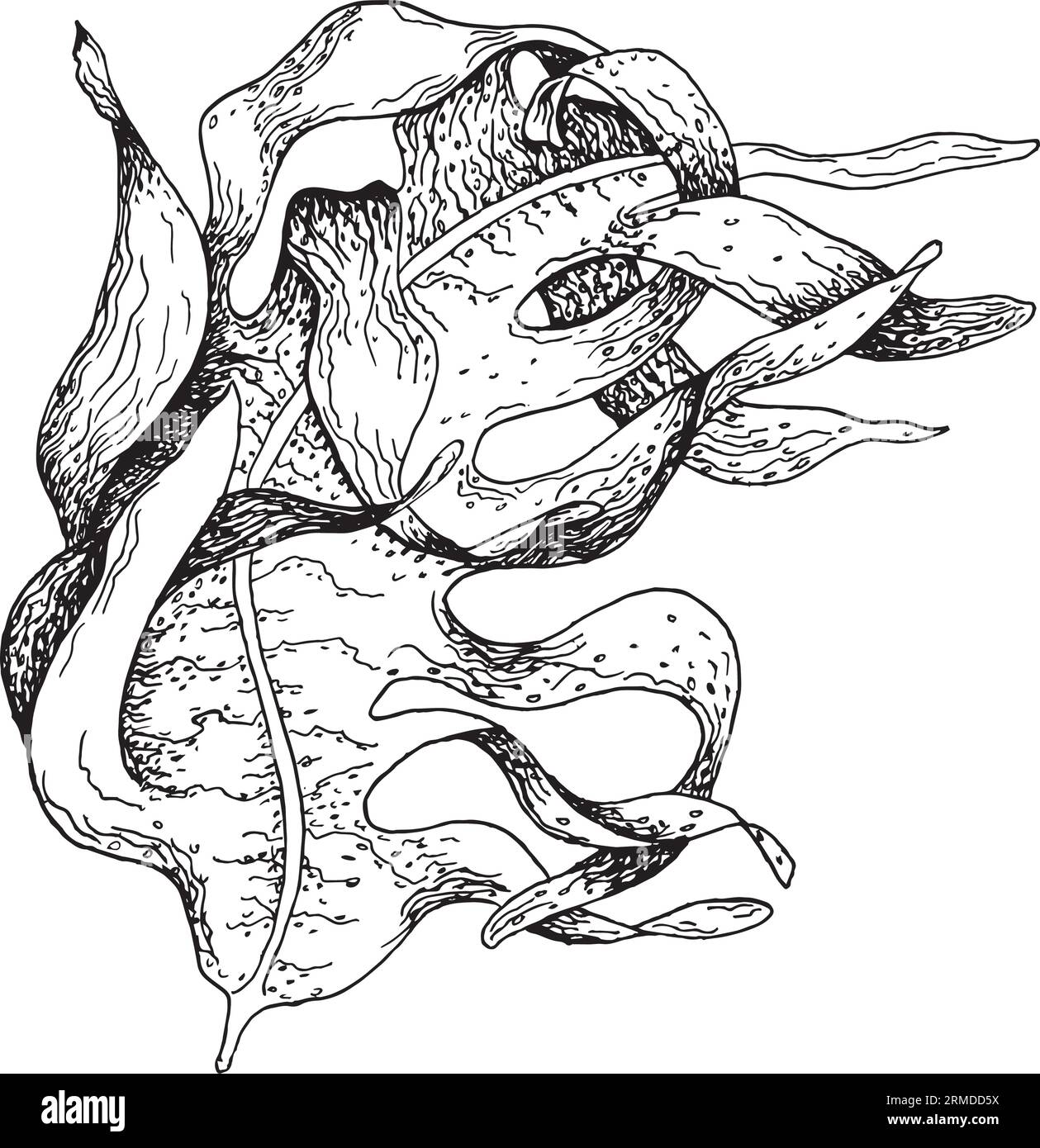 Vector sea plant ink hand drawn illustration isolated on white ...