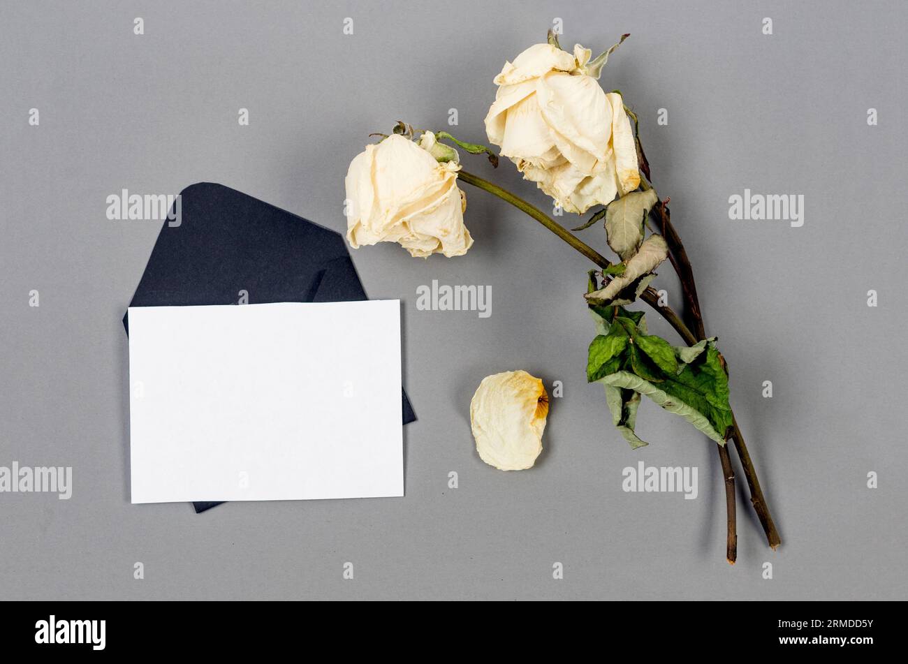 Two dried white roses with empty white blank. The concept of mourning ...