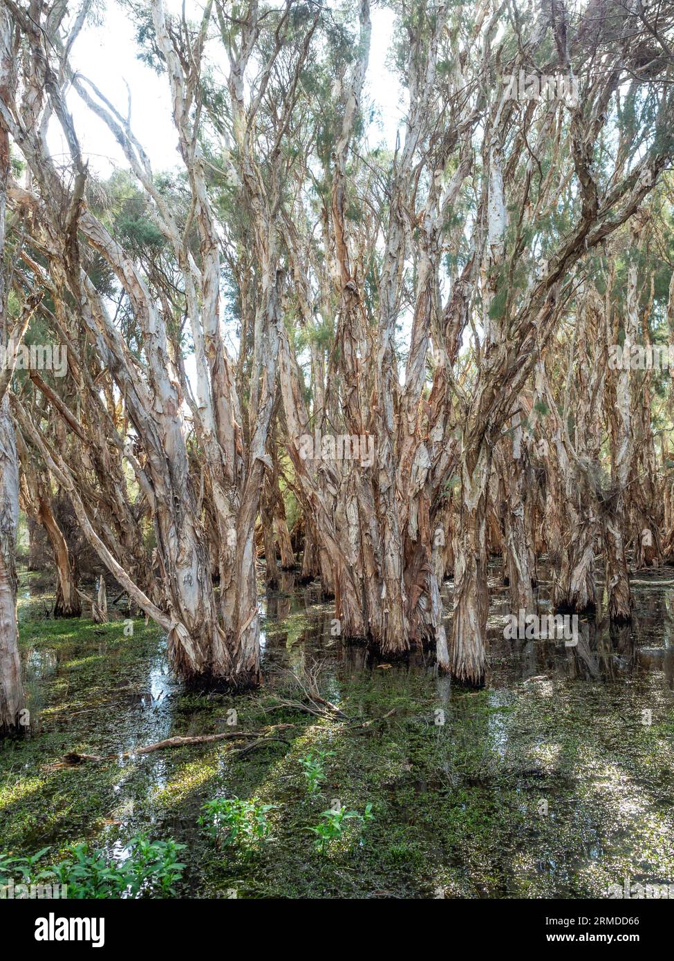 A paperbark tree (Melaleuca quinquenervia) forest in a swamp at ...