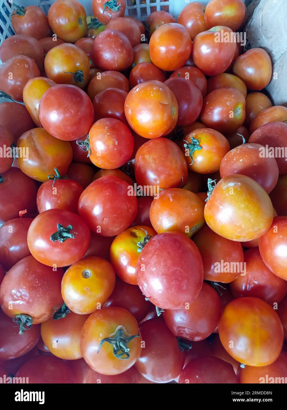 Many red vegetable tomatoes or fruit tomatoes ready to sell on a table ...