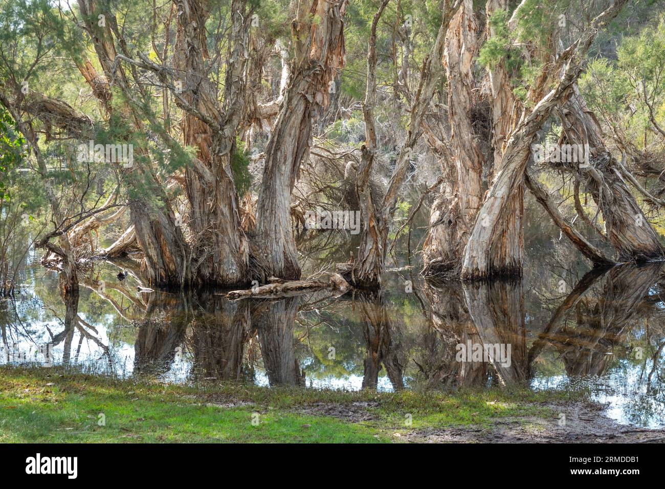 A paperbark tree (Melaleuca quinquenervia) forest in a swamp at ...