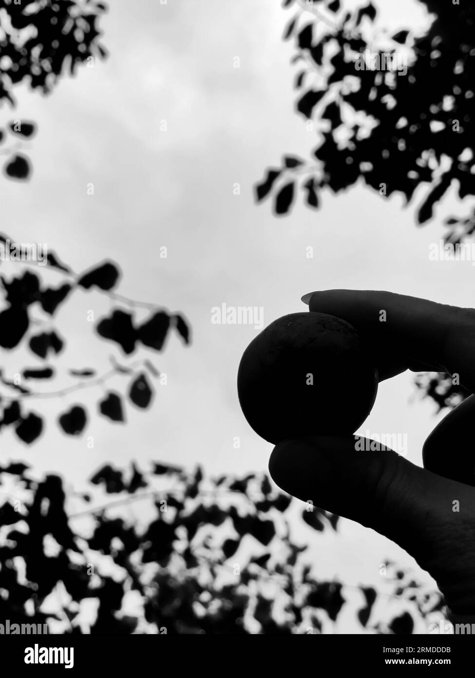 Green grape garden Black and White Stock Photos & Images - Alamy