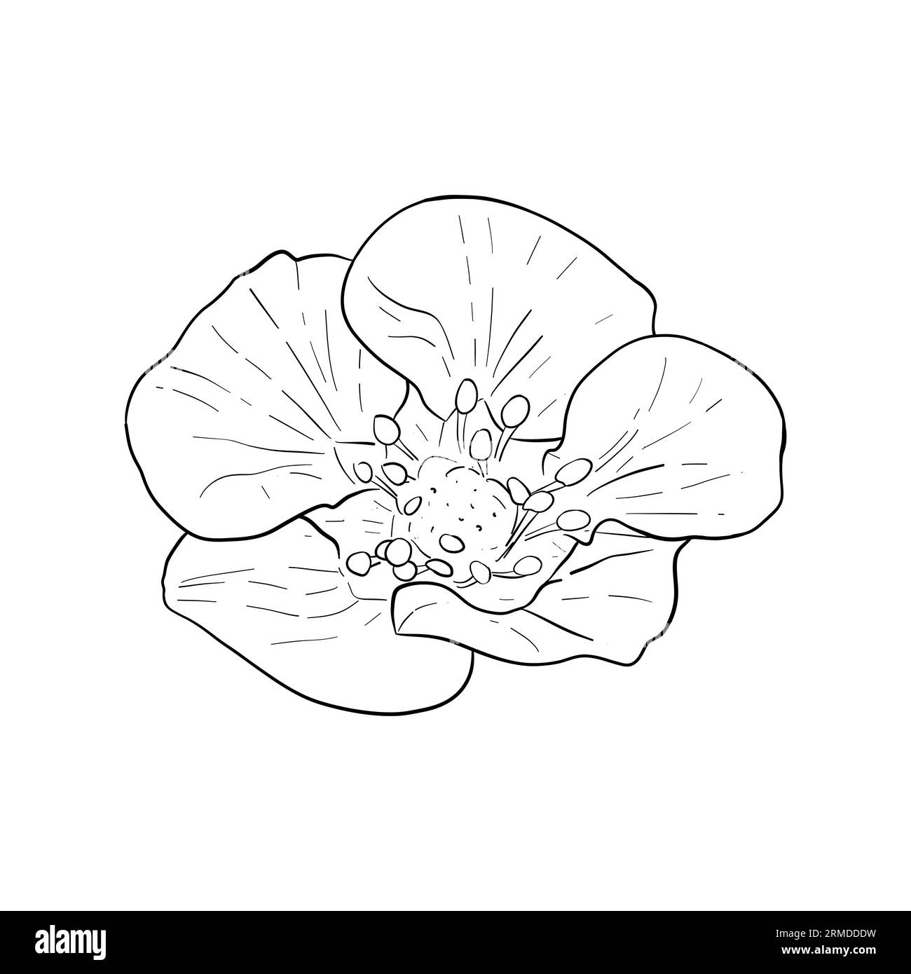 Vector, line illustration of hand drawn strawberry, strawberry or ...