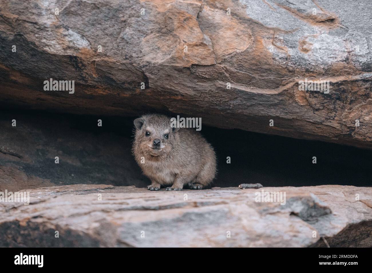 Rock Hyrax, Dassie, Procavia capensis, common in South Africa and ...