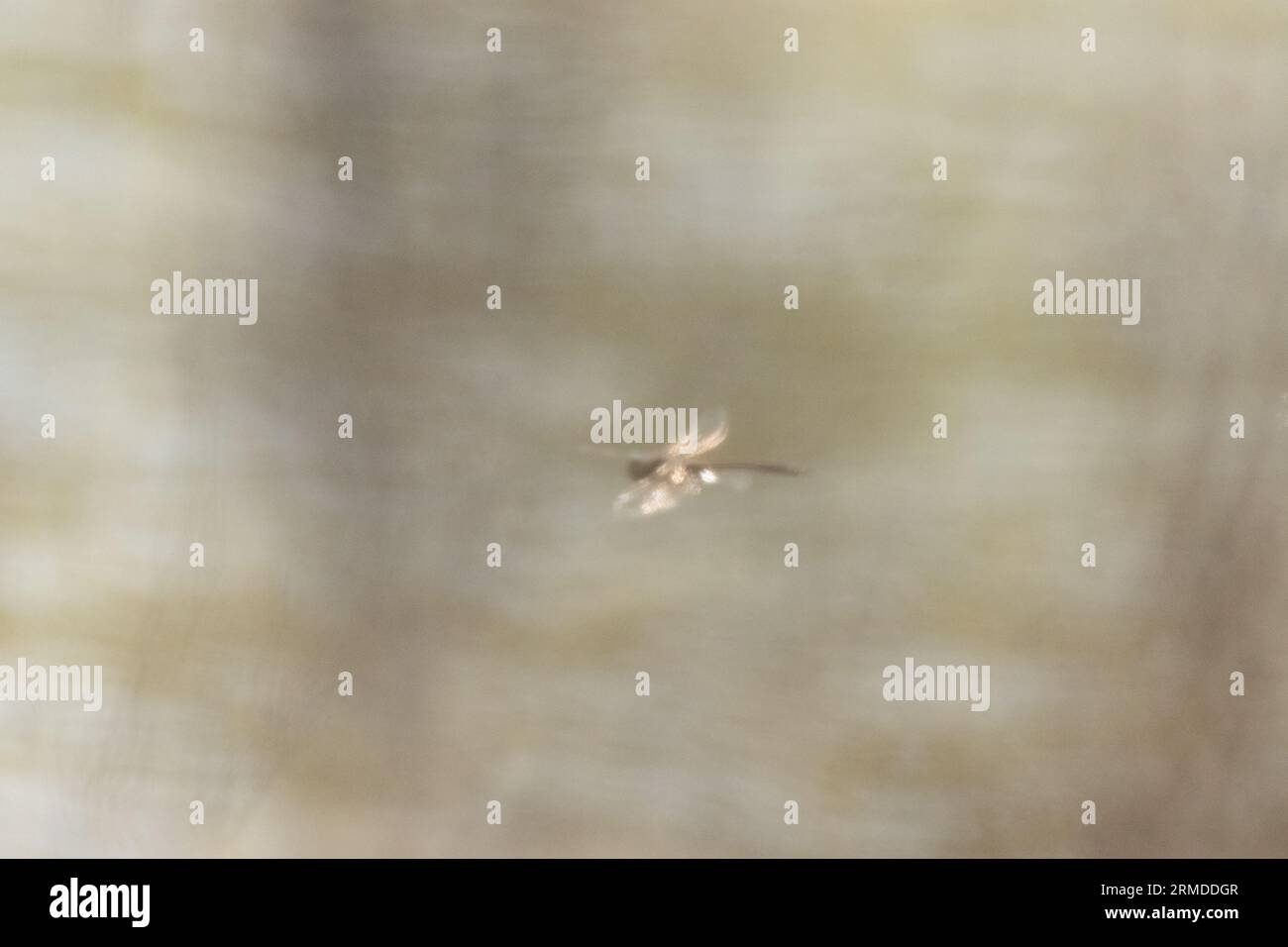 Macro photo of a dragonfly in flight with details of body and wings ...