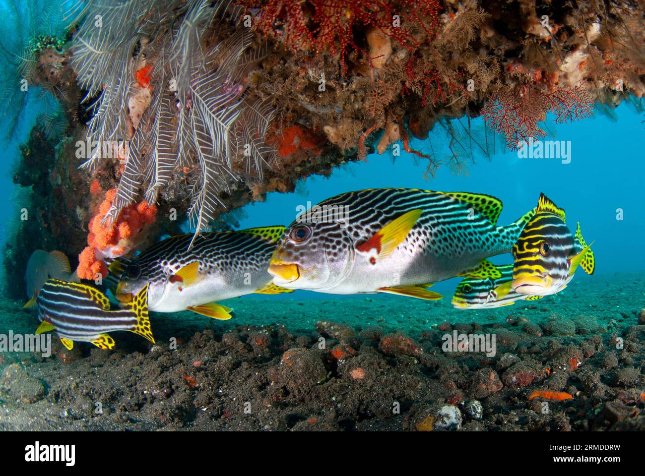 Diagonal-banded Sweetlips, Plectorhinchus lineatus, and school of ...