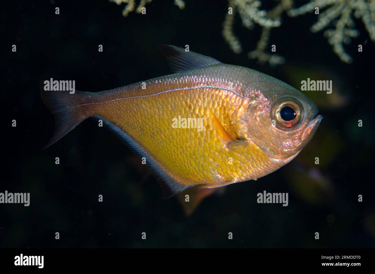 Vanikoro hi-res stock photography and images - Alamy