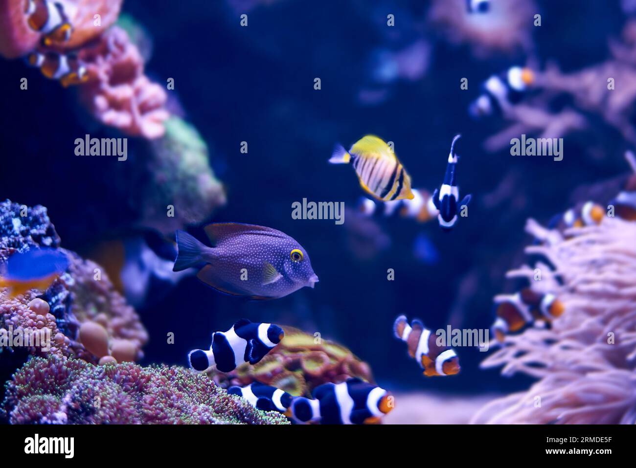 Beautiful underwater world corals fish hi-res stock photography and ...