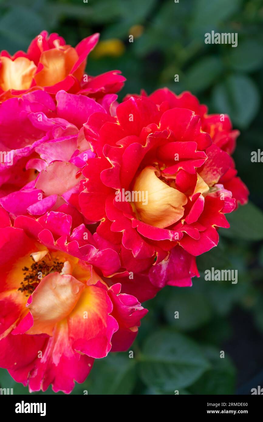 Pink roses. Bush in the garden. Orange rosebud. Summer flower petals ...