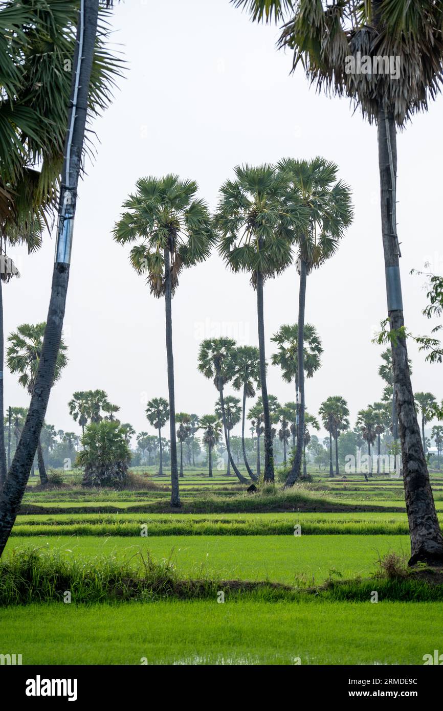 Green landscape in Phetchaburi Province, Thailand. Palm Trees and farms ...