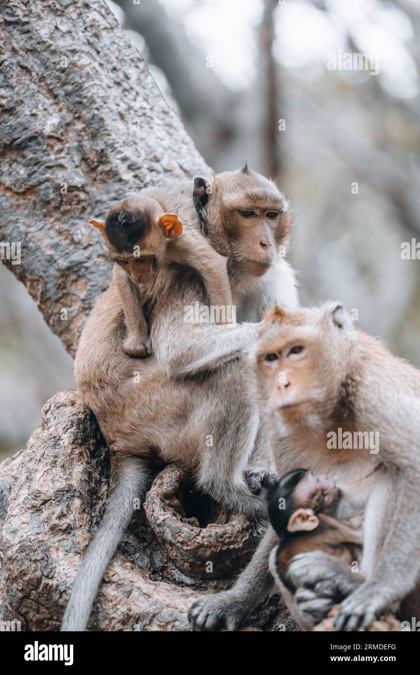 Monkey attack hi-res stock photography and images - Alamy