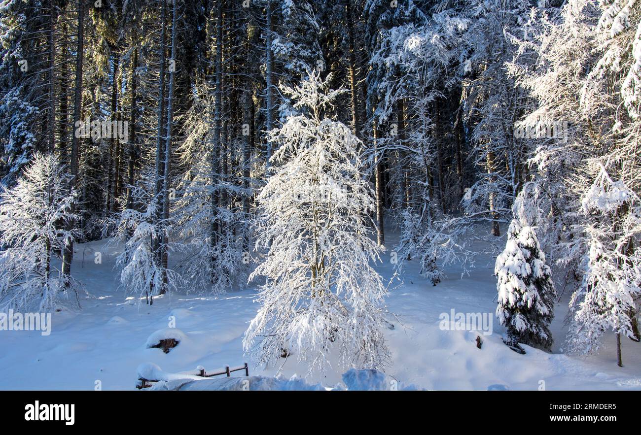 cold and frost on the Italian Dolomites Stock Photo - Alamy