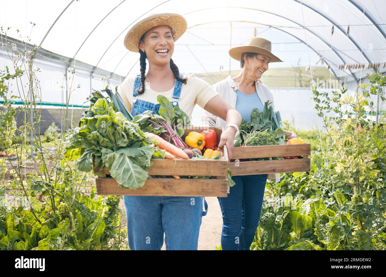 Women, agriculture and vegetable farming teamwork in a greenhouse for ...