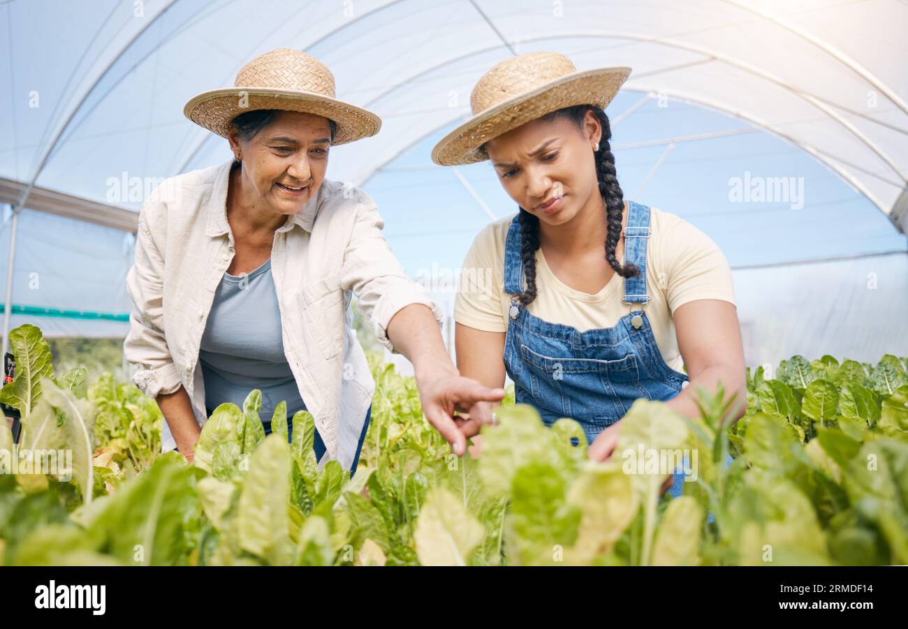 Farming, agriculture and women talking of plants in greenhouse for ...