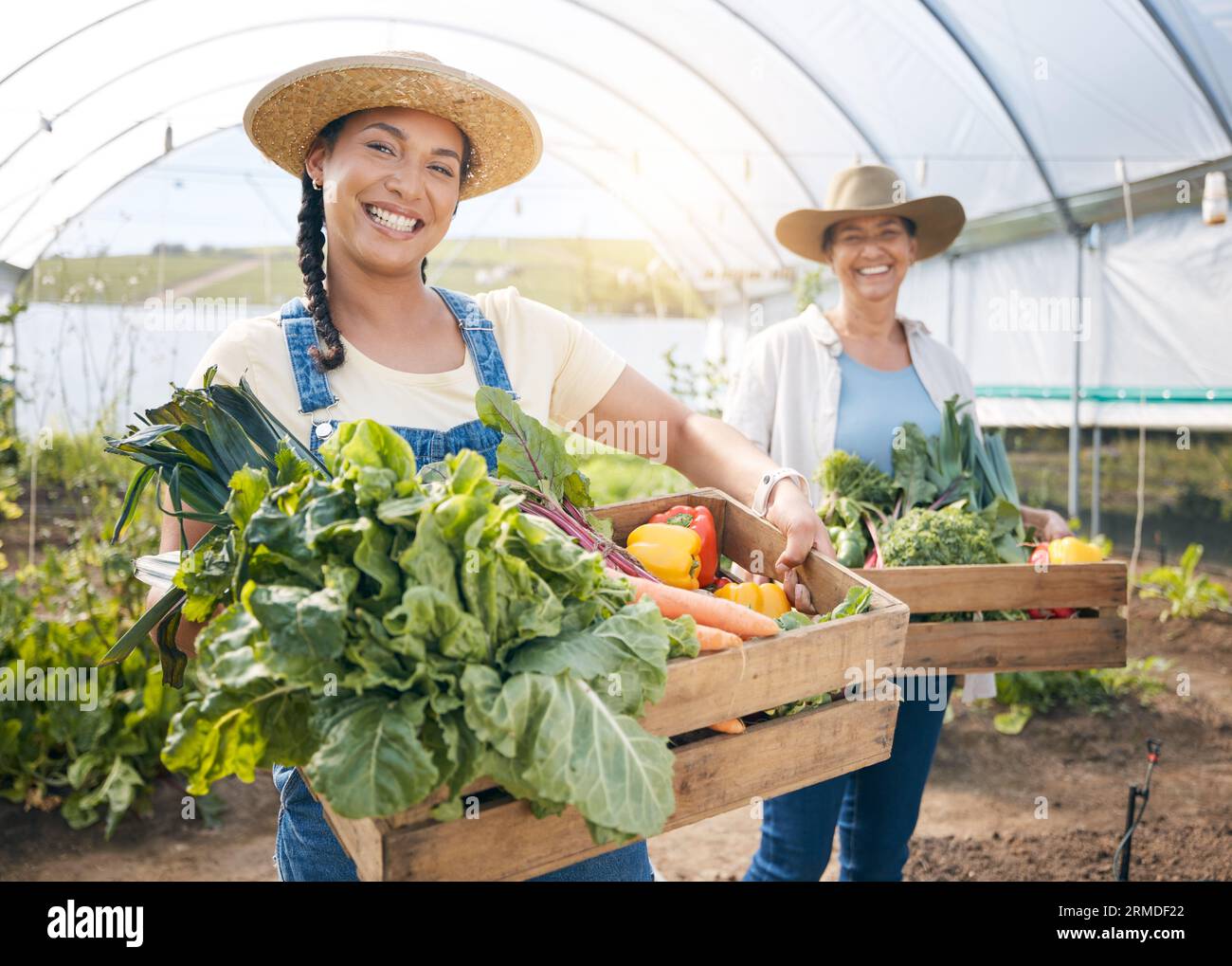 Agriculture, teamwork and vegetable farming in a greenhouse for ...
