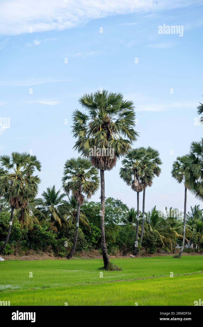 Green landscape in Phetchaburi Province, Thailand. Palm Trees and farms ...