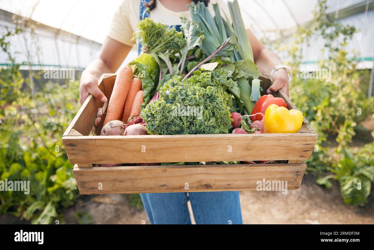 Greenhouse, hands of woman with wooden box of vegetables and ...