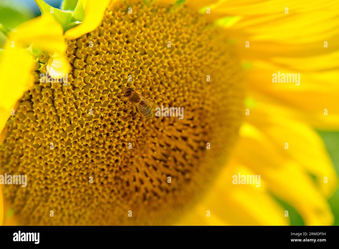 Sunflower with a honey bee. Blooming sunflowers field at summer day ...
