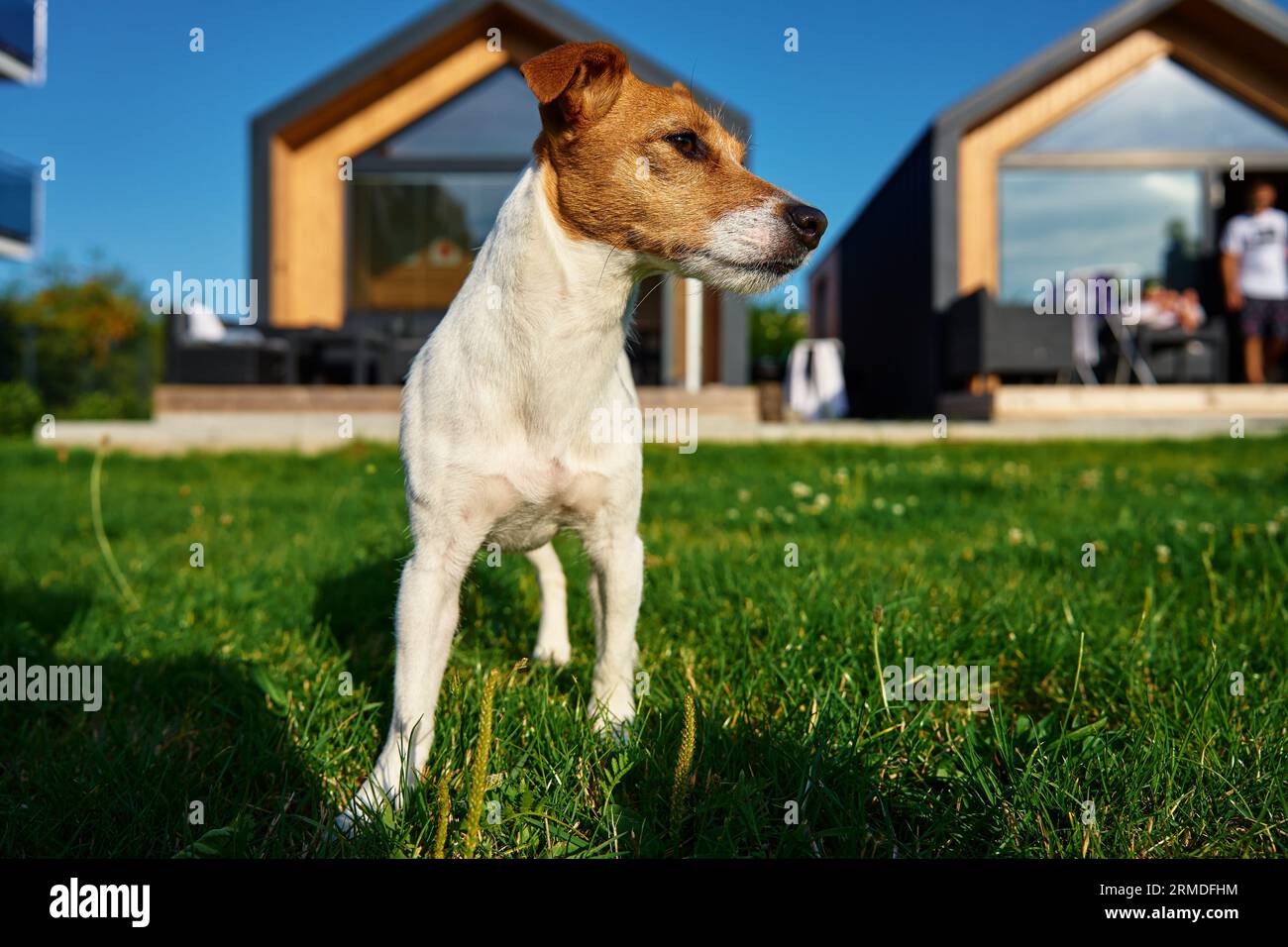 Cute small dog on front yard near suburban house at summer day. Pet ...