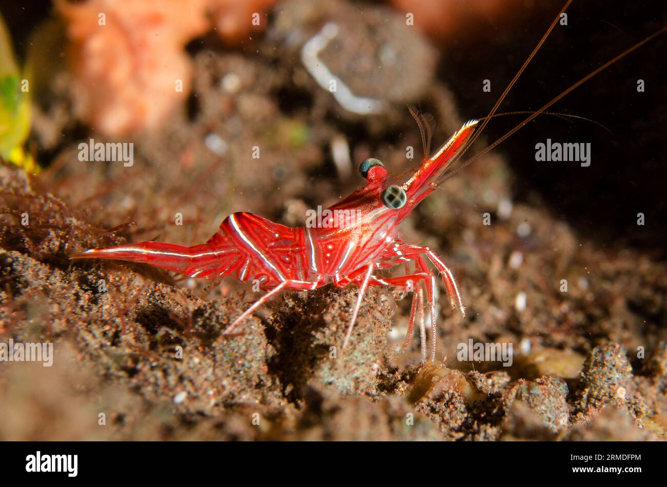 Dancing Shrimp, Rhynchocinetes durbanensis, night dive, Scuba Seraya ...