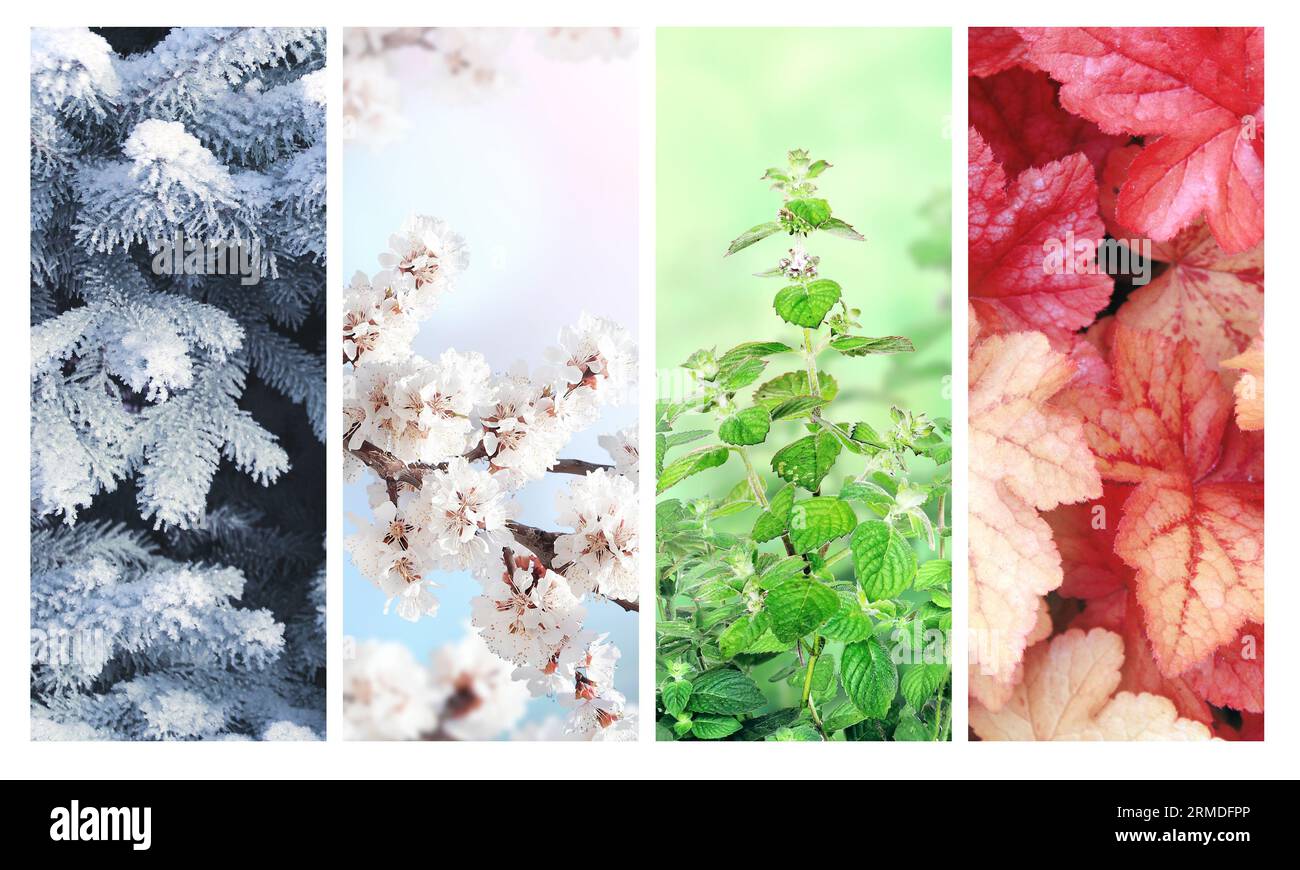 Four seasons of year. Set of vertical nature banners with winter, spring, summer and autumn ...