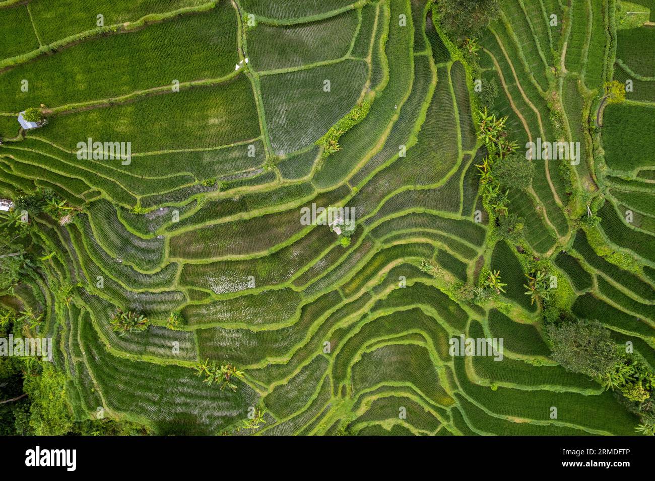 Top Down sunrise view of green rice fields close to Sidemen in Bali ...