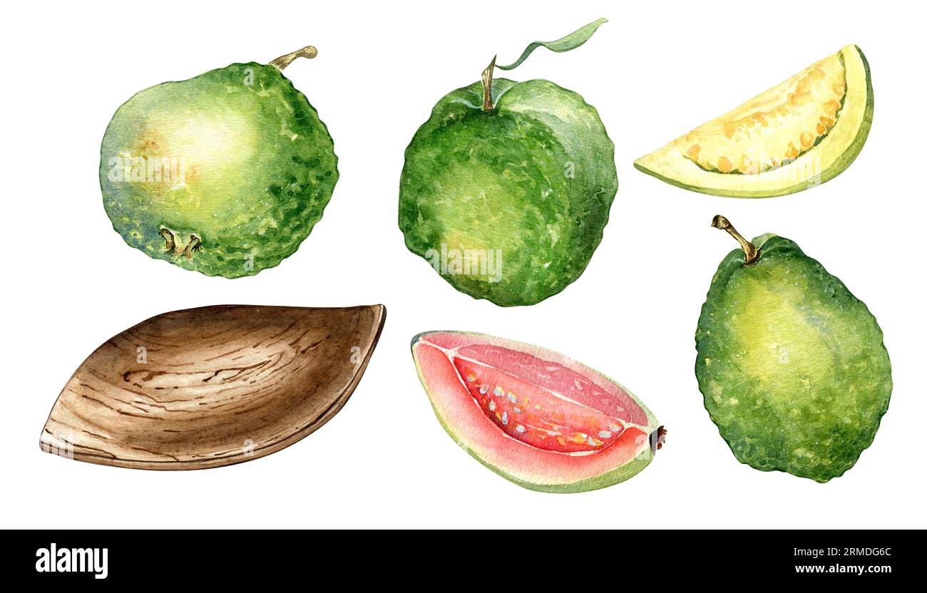 Set of whole guavas and slices, wooden plate watercolor illustration ...
