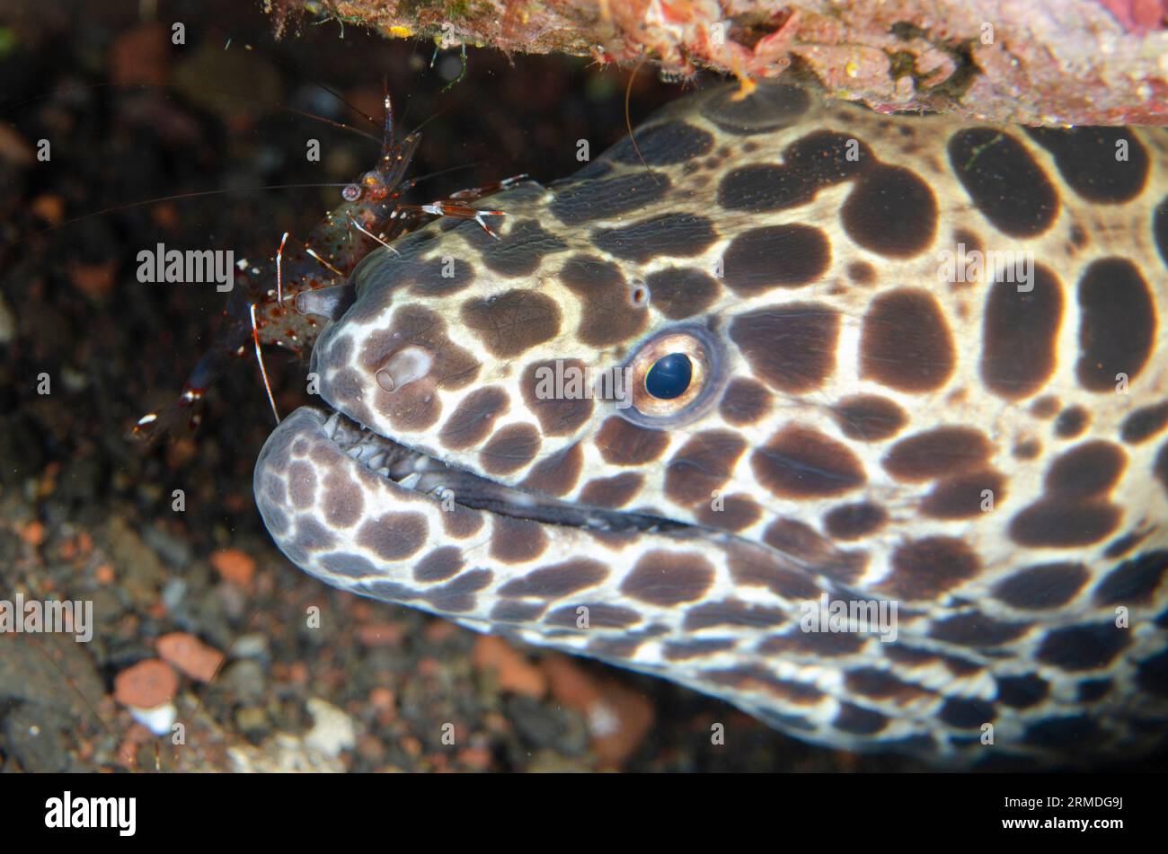 Juvenile Blackspotted Moray, Gymnothorax favagineus, with Clear Cleaner ...