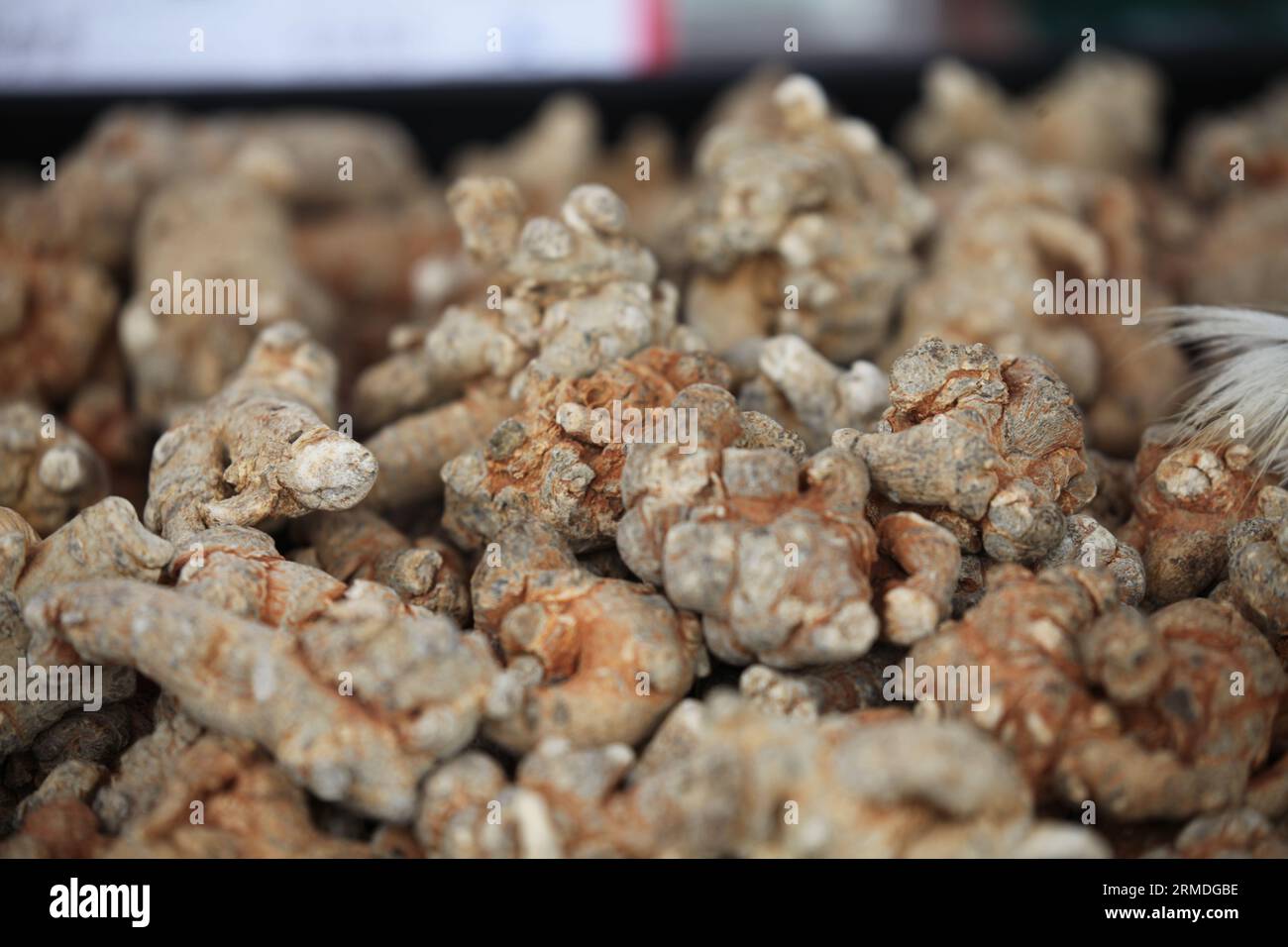 ABA, CHINA - AUGUST 11, 2023 - The rare medicinal herbs San Qi is seen ...