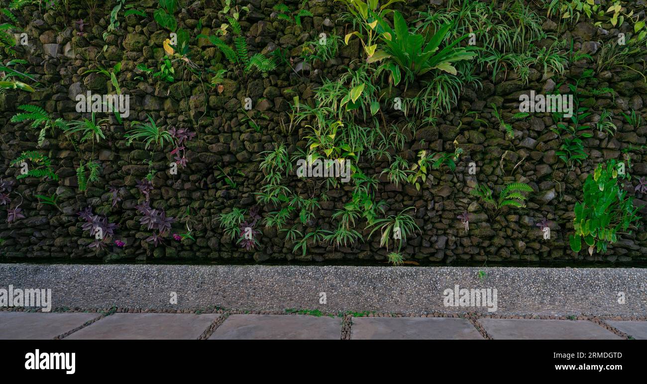 Green eco wall concept. Green ornamental plant on stone wall background ...