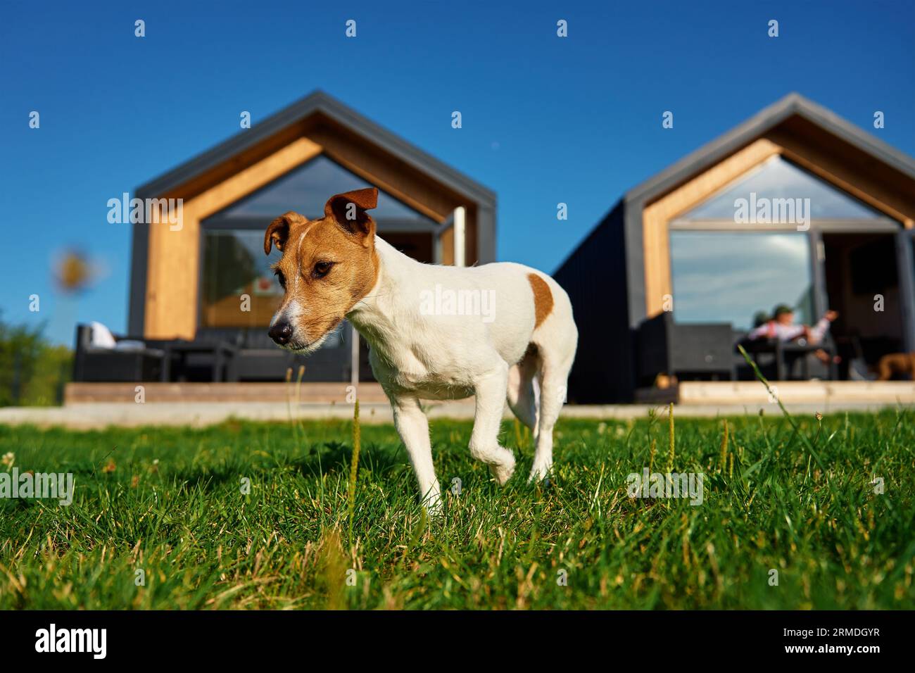 Cute small dog on front yard near suburban house at summer day. Pet ...