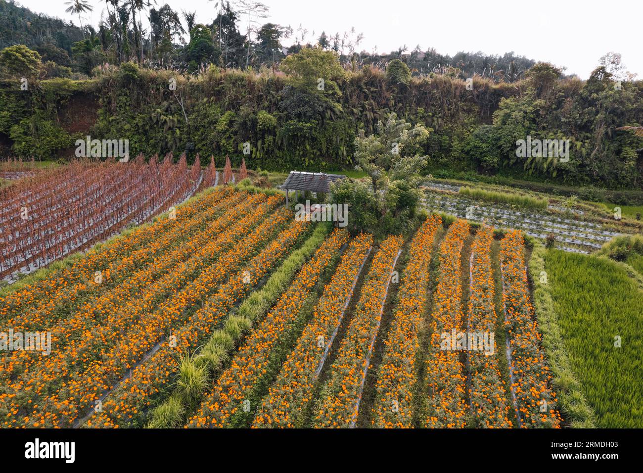 Top Down texture details of Hut in Marigold Flowers in Sidemen Bali ...