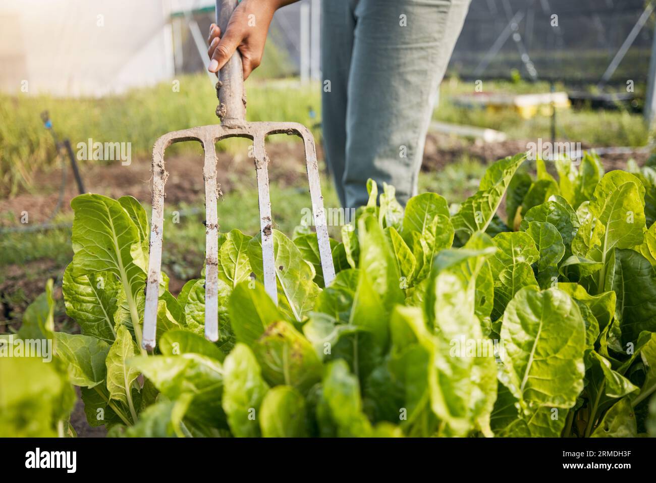Farm, fork and farmer in a spinach garden working on sustainable ...