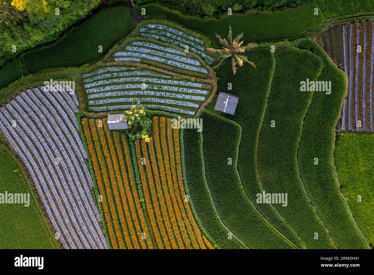 Top Down texture details of Hut in Marigold Flowers in Sidemen Bali ...
