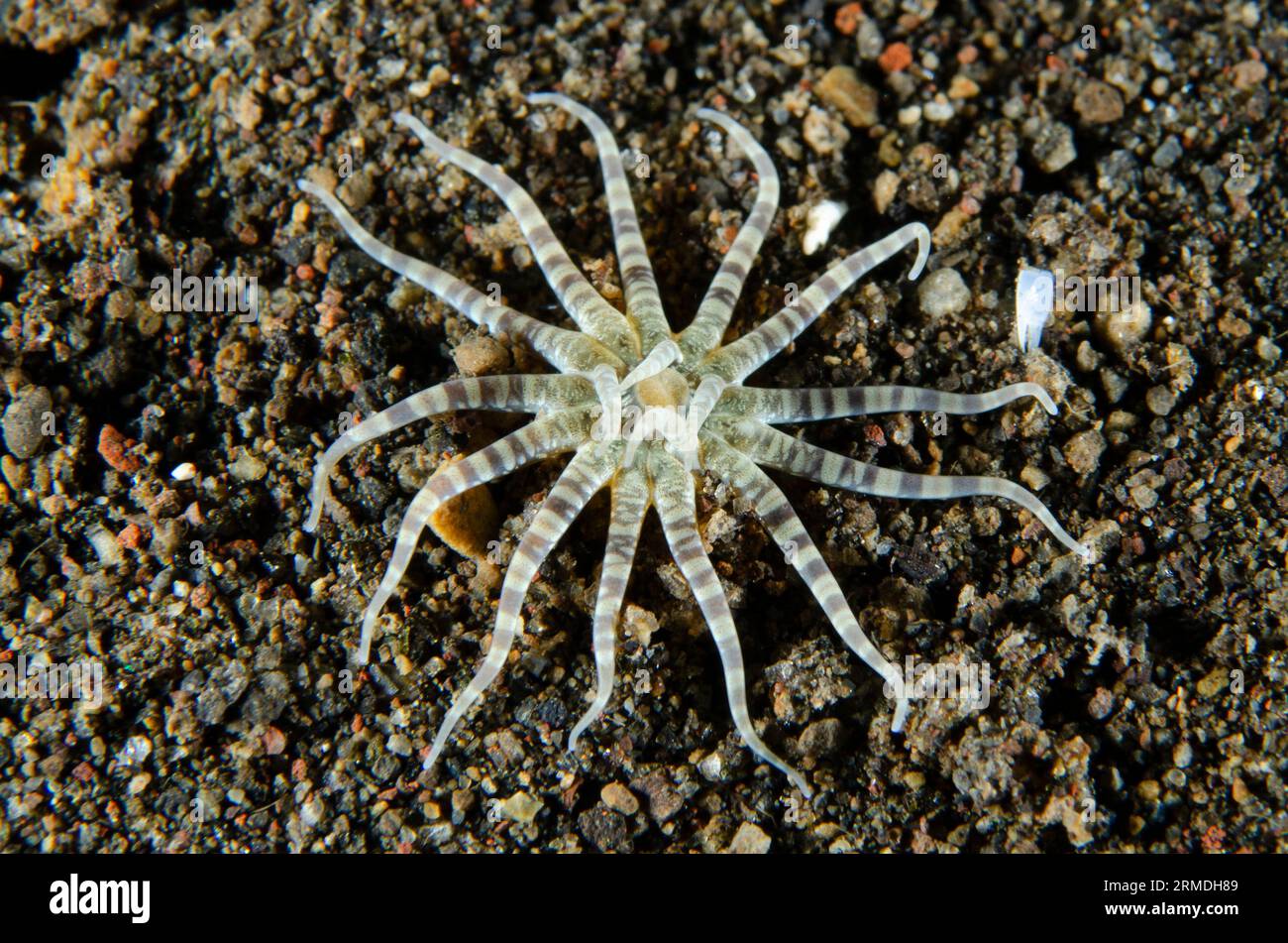 Common Worm Anemone, Edwardsianthus gilbertensis, on sand, Bulakan dive ...