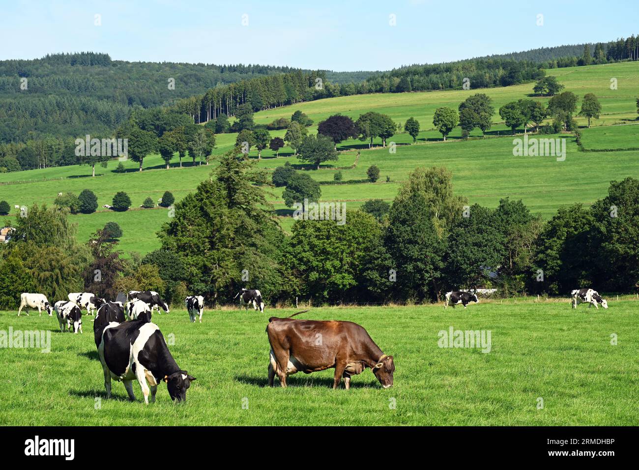 Ardenner meadow landscape Stock Photo - Alamy