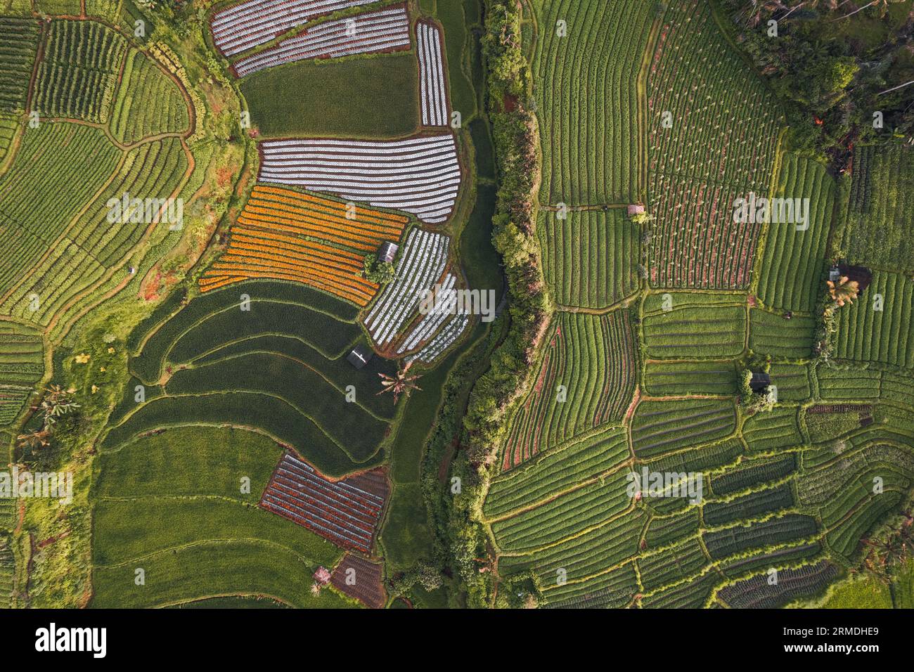 Top Down texture details of Hut in Marigold Flowers in Sidemen Bali ...