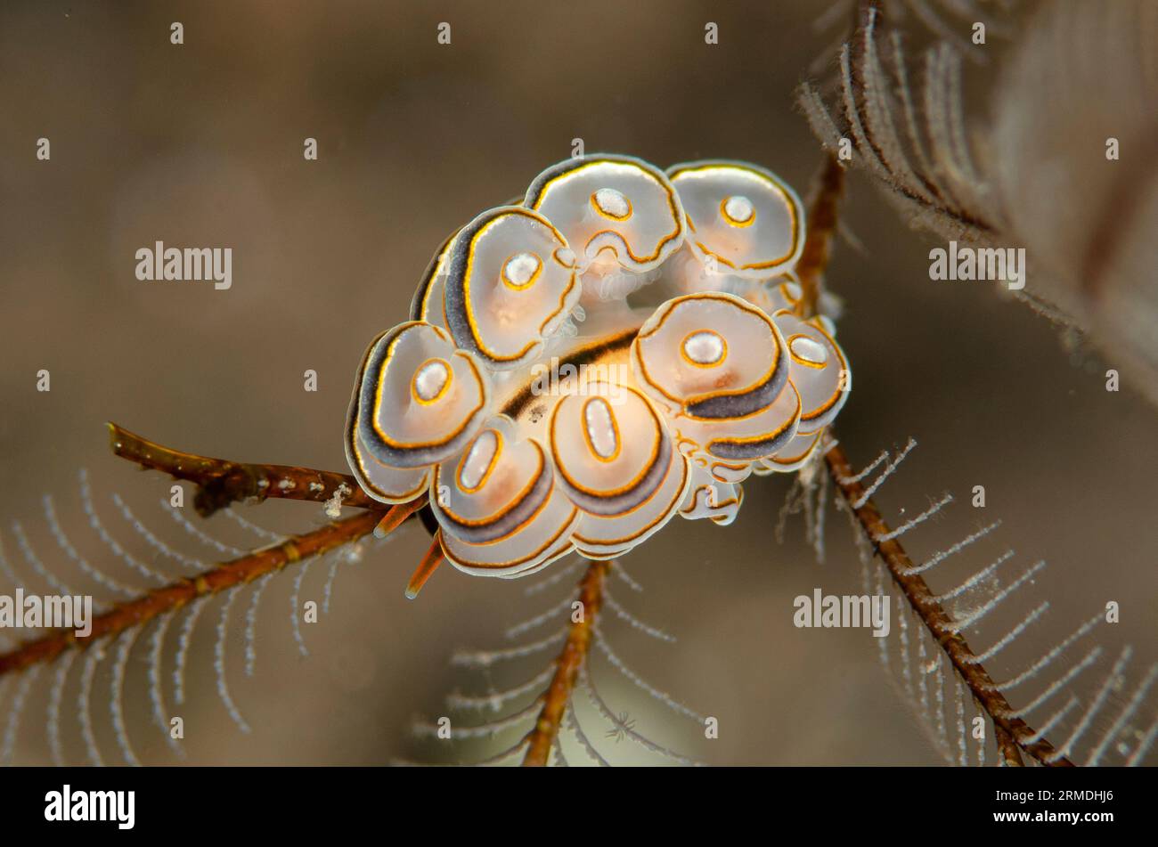 Donut Doto Nudibranch, Doto greenamyeri, on Hydroid, Hydrozoa Class ...
