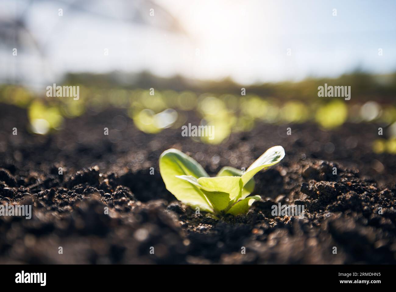 Plants, green lettuce and agriculture background for farming, and ...