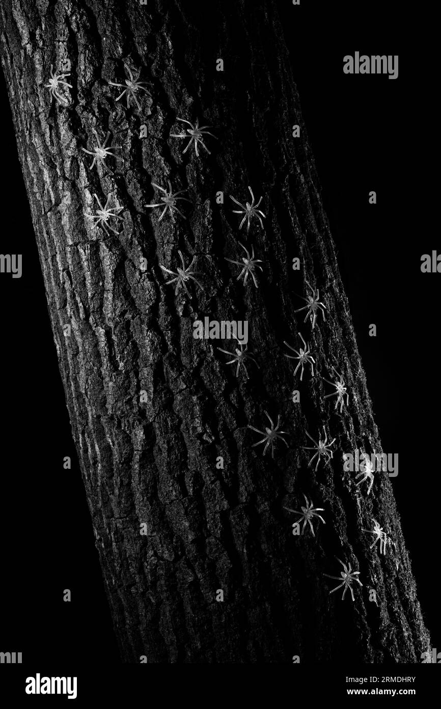 White spiders on trunk Stock Photo - Alamy