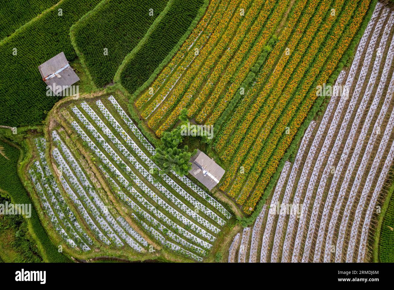 Top Down texture details of Hut in Marigold Flowers in Sidemen Bali ...