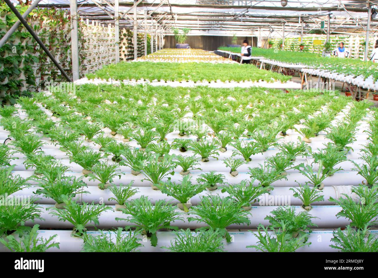Sonchus soilless cultivation in a plantation, Qinhuangdao, China Stock ...