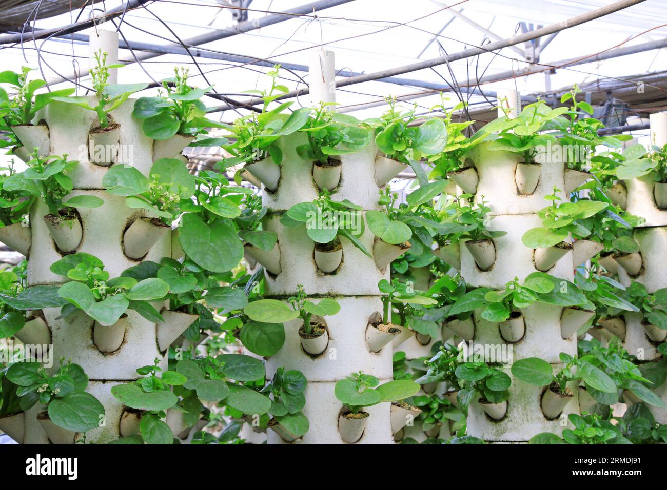 Lettuce soilless cultivation of three dimensional pipeline, Qinhuangdao ...